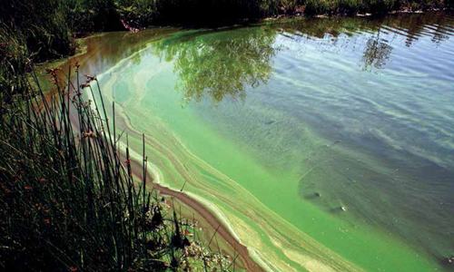 Cyanobacteria blooms discovered on more New Hampshire ponds and lakes ...